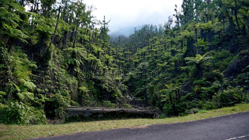 Wild Forest at the Foot of the Volcano Stock Photo - Image of prepares ...