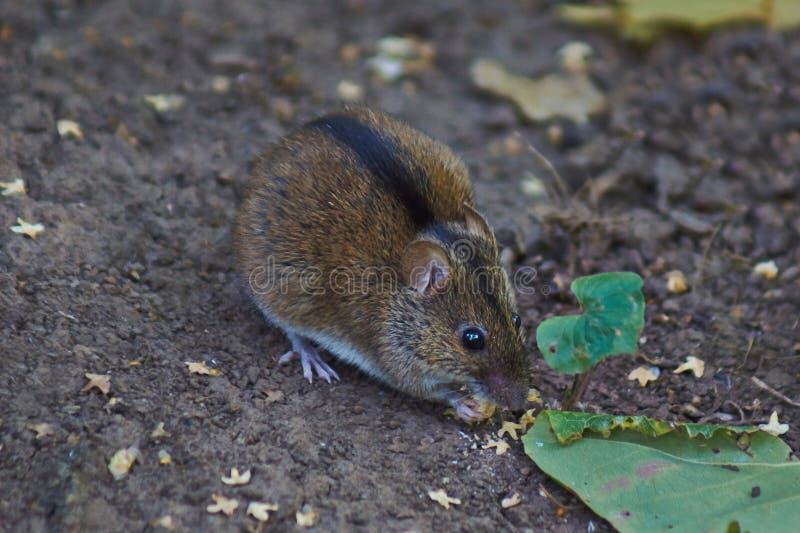723 Forest Hamster Stock Photos - Free & Royalty-Free Stock Photos from ...