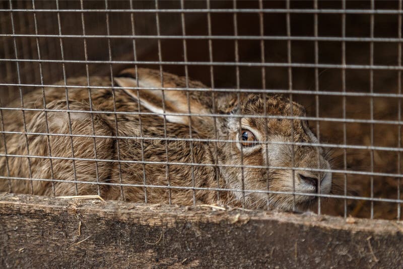 Wild forest hare stock photo. Image of animal, adorable - 115716036