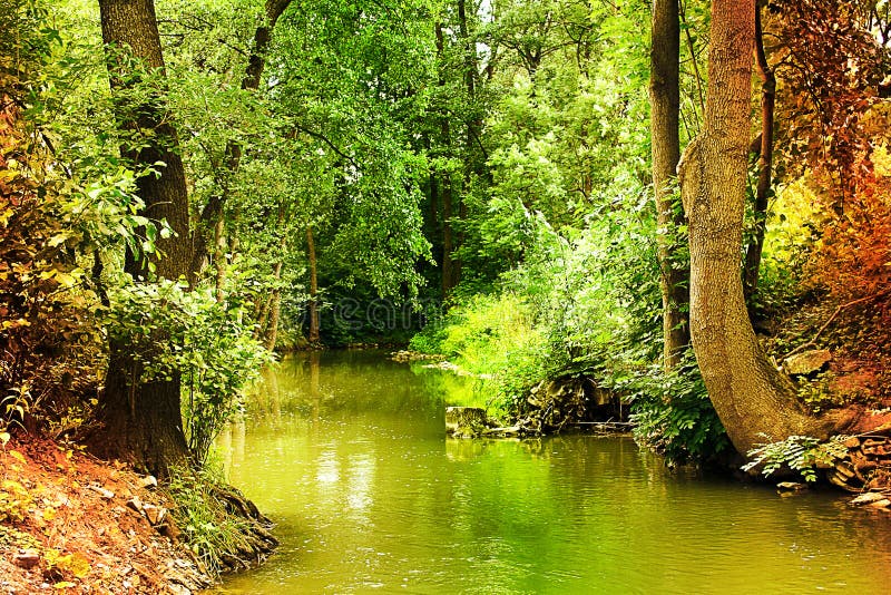 Wild Forest Landscape with Stream Stock Photo - Image of park, forest ...