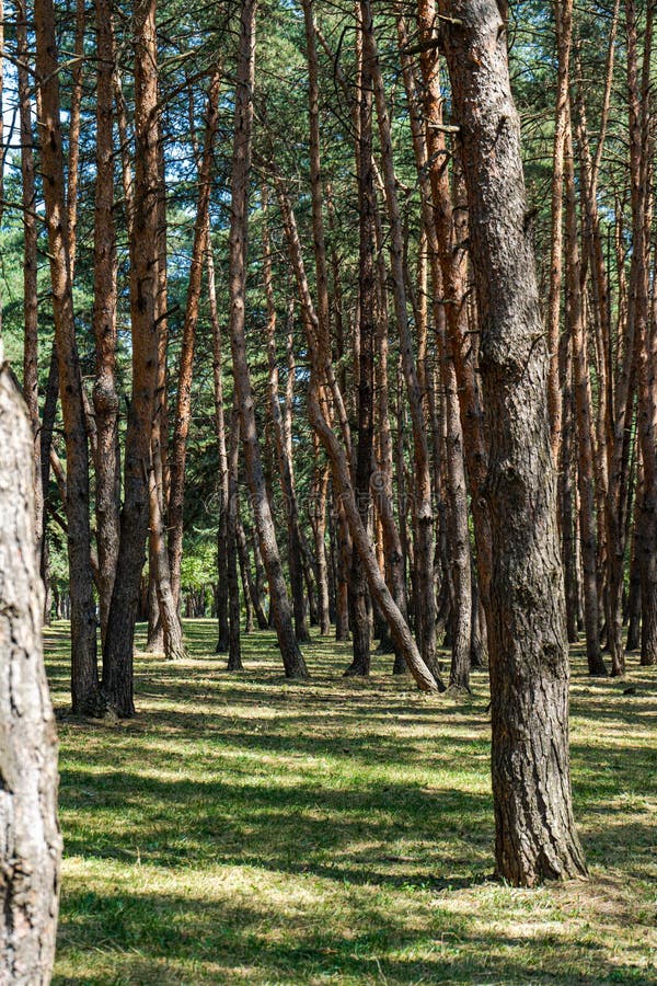 Wild forest landscape stock image. Image of nature, landscape - 288419081