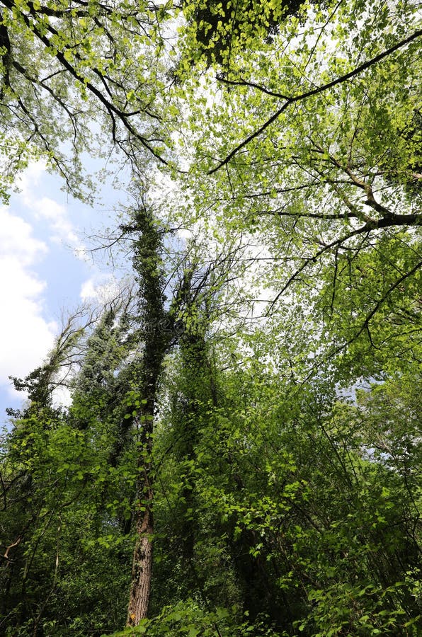 Wild Forest with Many Lush Trees Seen from Below Stock Photo - Image of ...