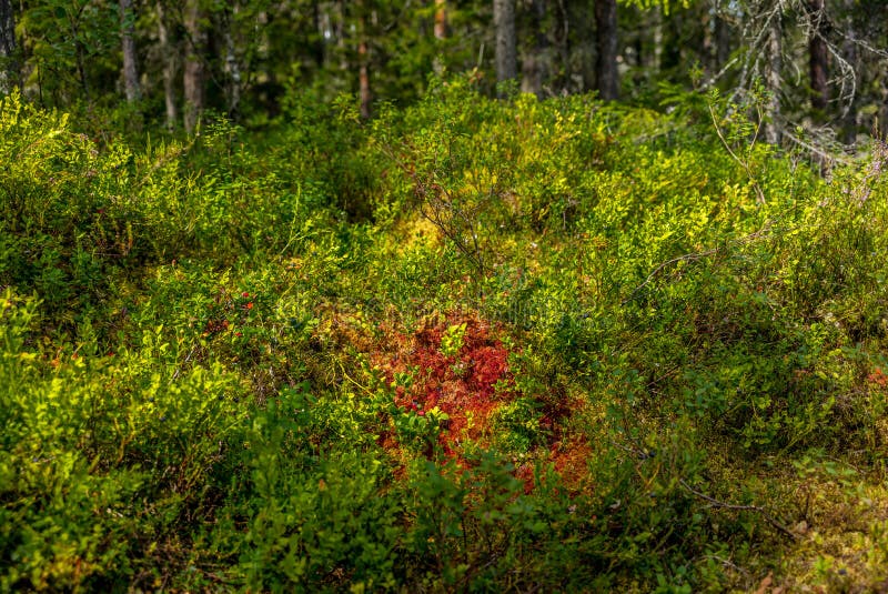 A Wild Forest in a National Park in Norway - 10 Stock Image - Image of ...