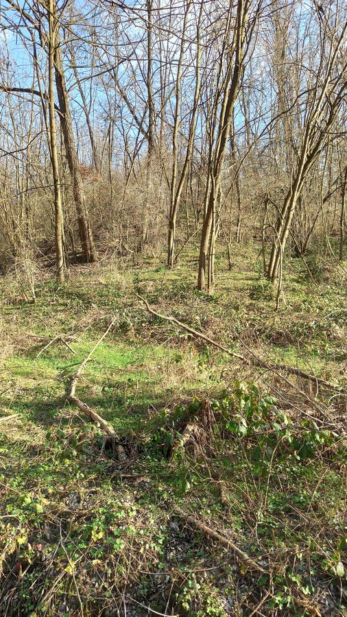 Wild Forest Nature Acacia Tree Stock Photo - Image of avaci, nature ...