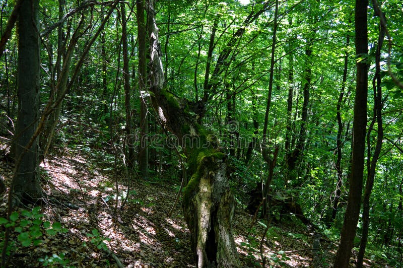 Wild forest stock photo. Image of sunset, sunrise, nature - 55151416