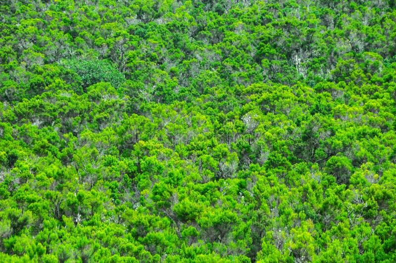 Wild Forest Pine Tree Leaves Texture Stock Image - Image of garajonay ...
