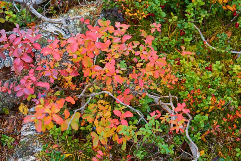 Wild Forest Plants, Grass and Bushes for Natural Background Stock Photo ...