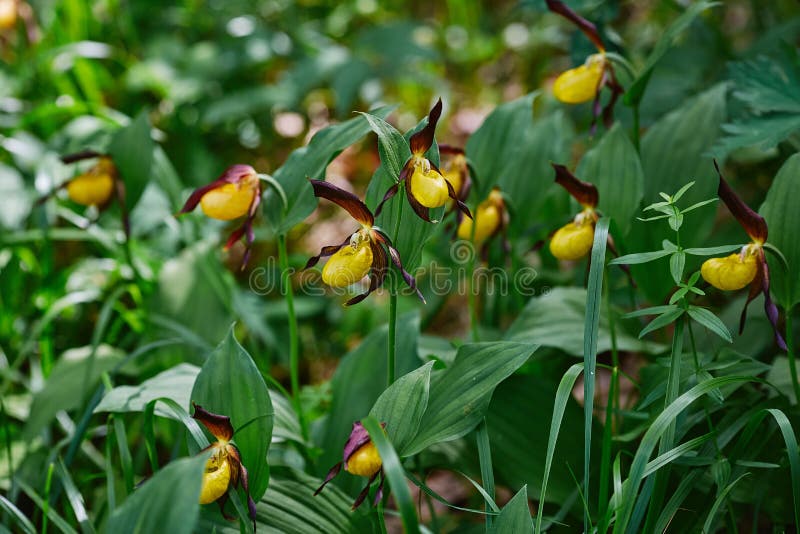 Wild Forest Rare Orchid. the Lady`s Slipper Stock Photo - Image of ...