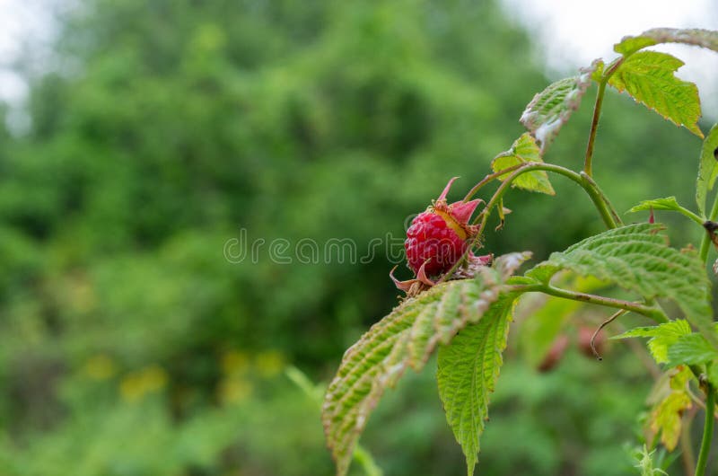 Wild Forest Raspberry Growing in Nature. Stock Photo - Image of nature ...