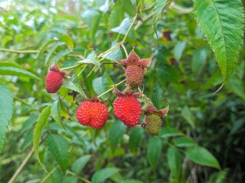 Wild Forest Raspberry Rubus Sp. Growing on a Bush Stock Photo - Image of strawberry, bush: 389557050