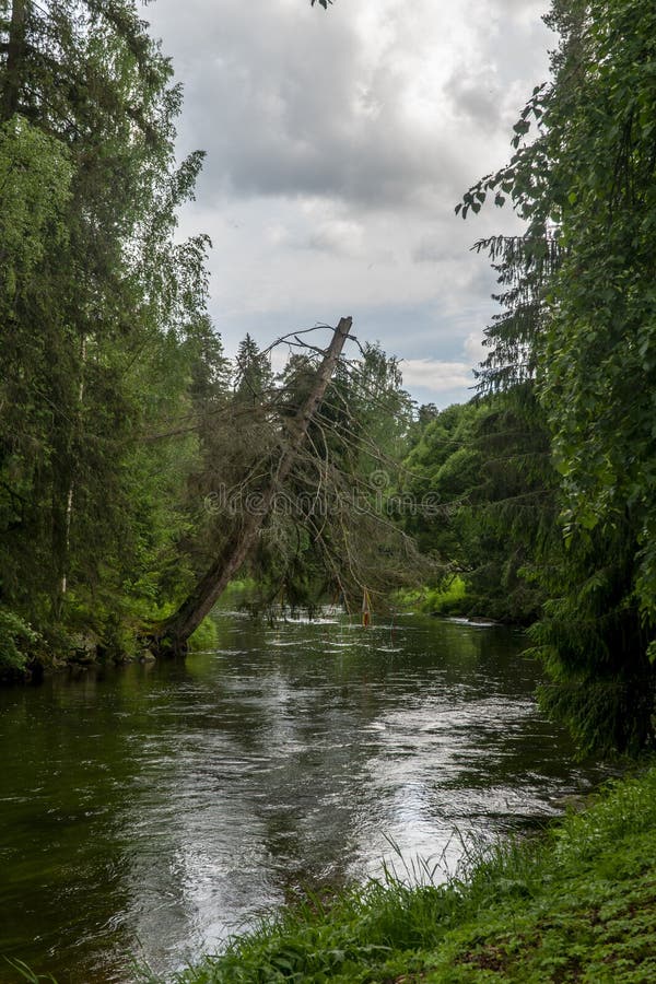 Wild Forest River Pines Water Stock Image - Image of stream, wetland ...