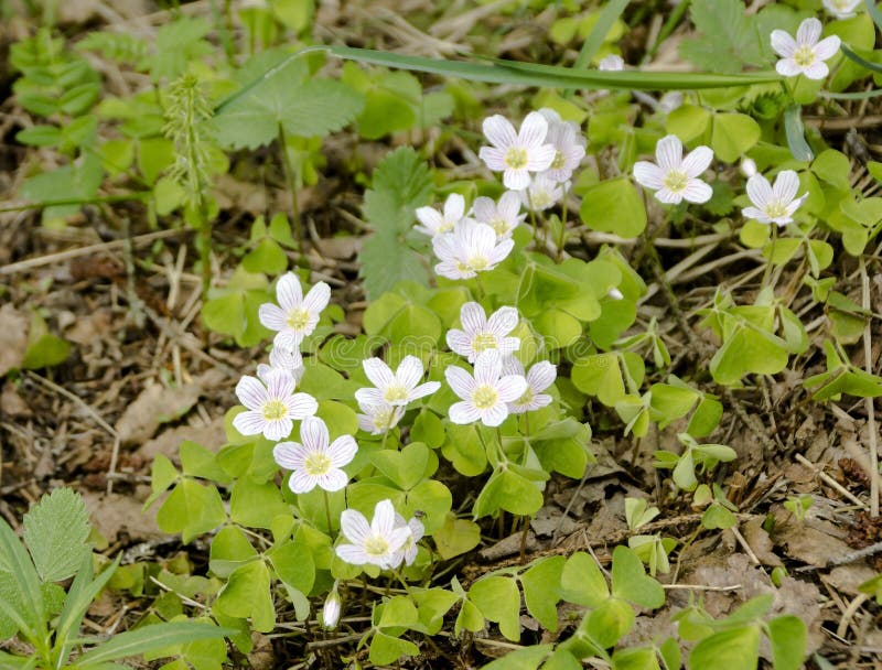 Wild forest sorrel stock image. Image of small, forest - 40922807