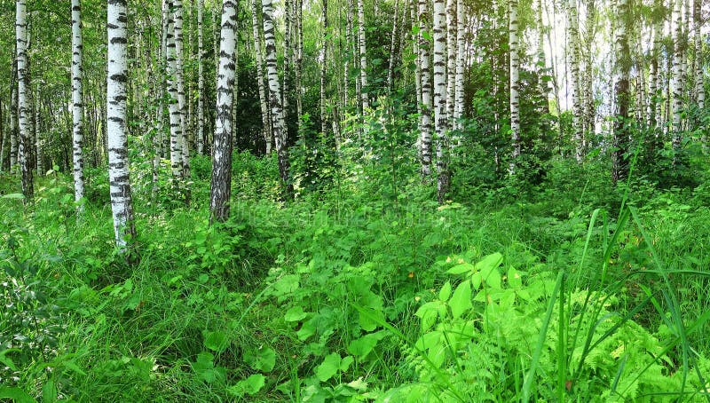 Beautiful birch forest. stock image. Image of foliage - 110714853