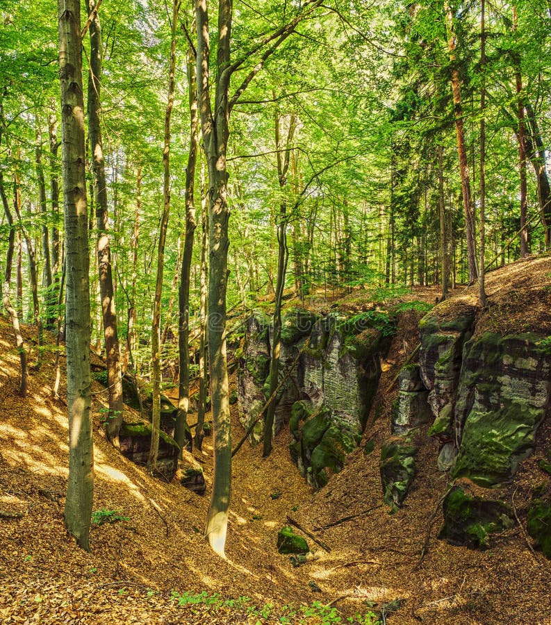 Wild forest stock image. Image of deep, wild, wide, green - 13838631