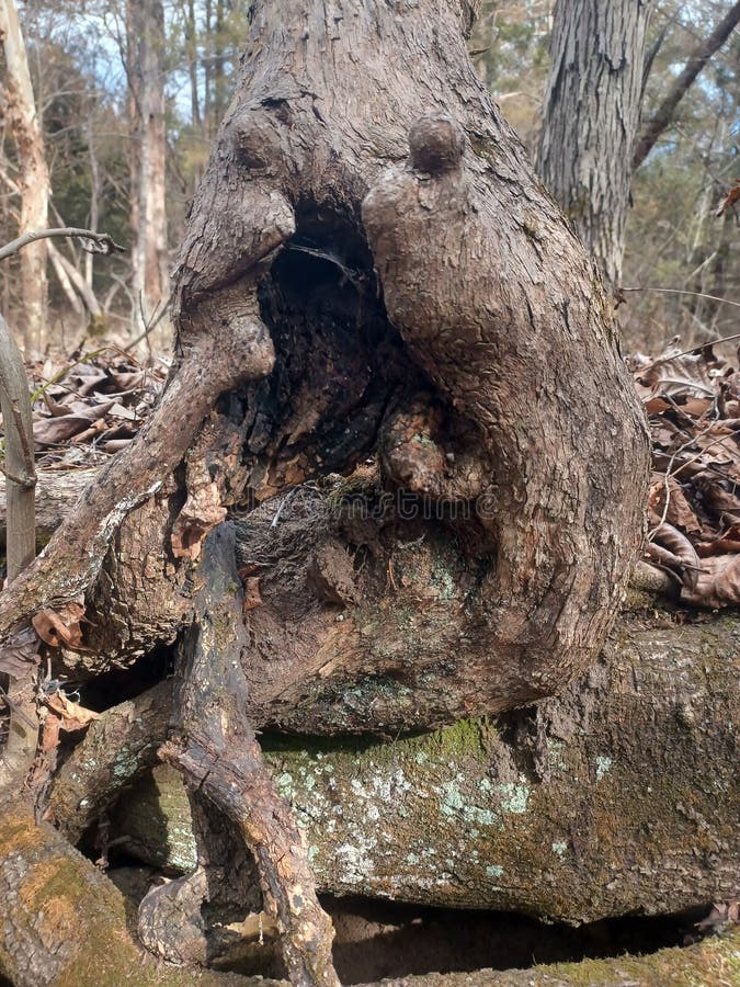 Wild Forest Tree stock photo. Image of nature, sculpture - 242194494