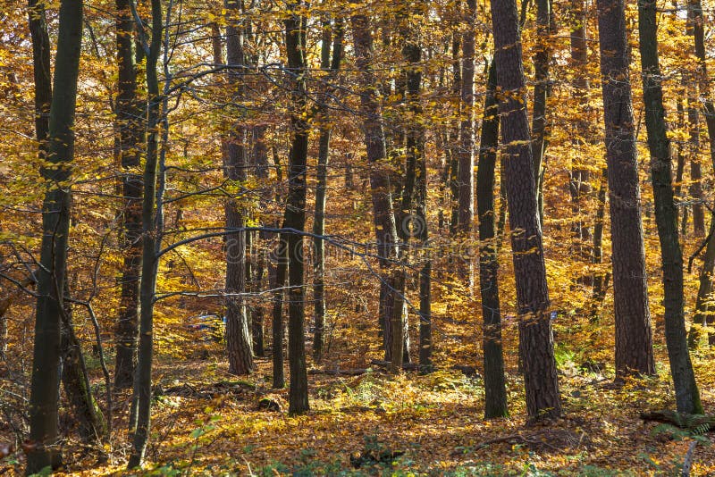 Wild Forest with Trees in Autumn Stock Photo - Image of park, forest ...