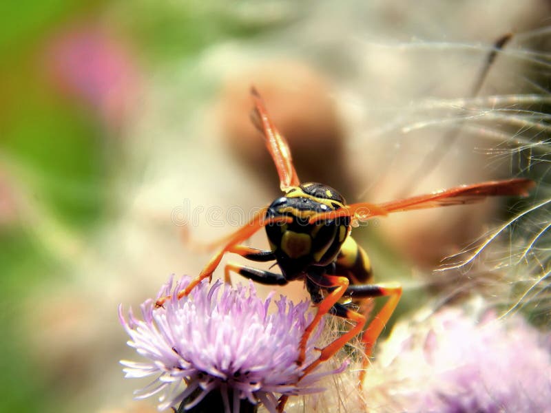 Wild Forest Wasp in Flowers Stock Photo - Image of flowers, pollen ...