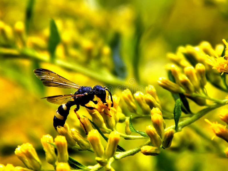 Wild Forest Wasp in Flowers Stock Image - Image of prey, plants: 91383255