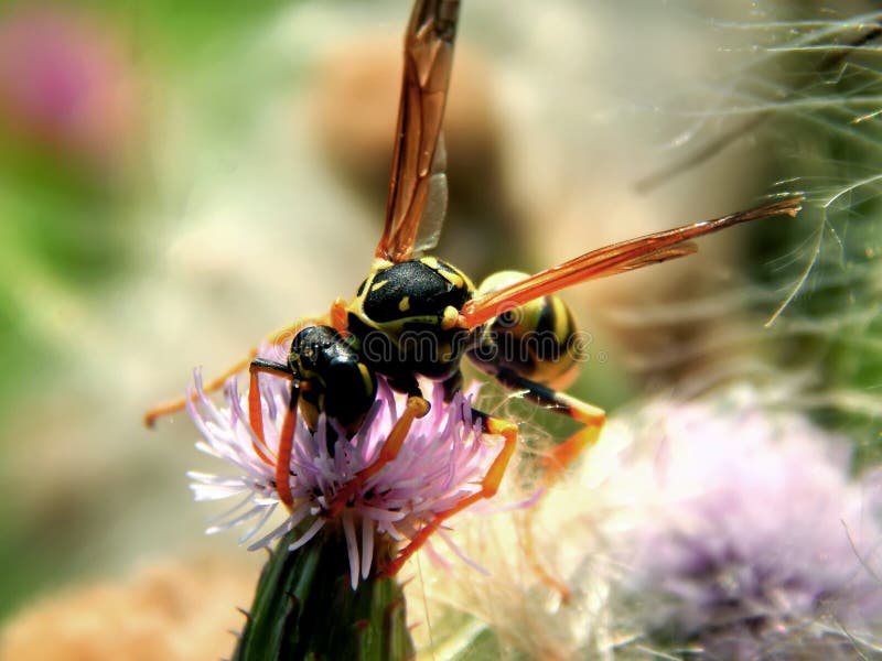 Wild Forest Wasp in Flowers Stock Image - Image of macro, greenwood ...