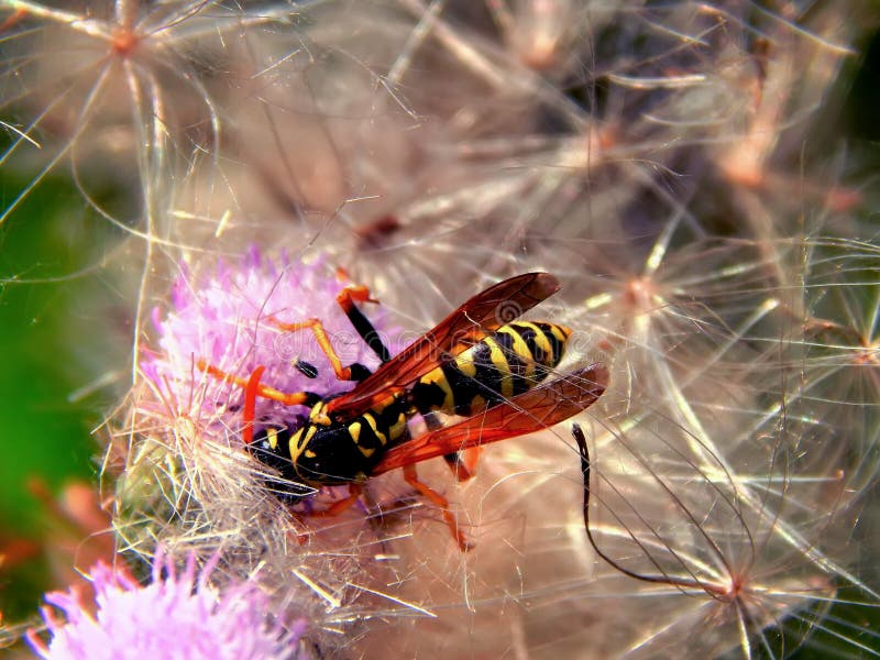 Wild Forest Wasp in Flowers Stock Photo - Image of beehive, animals ...