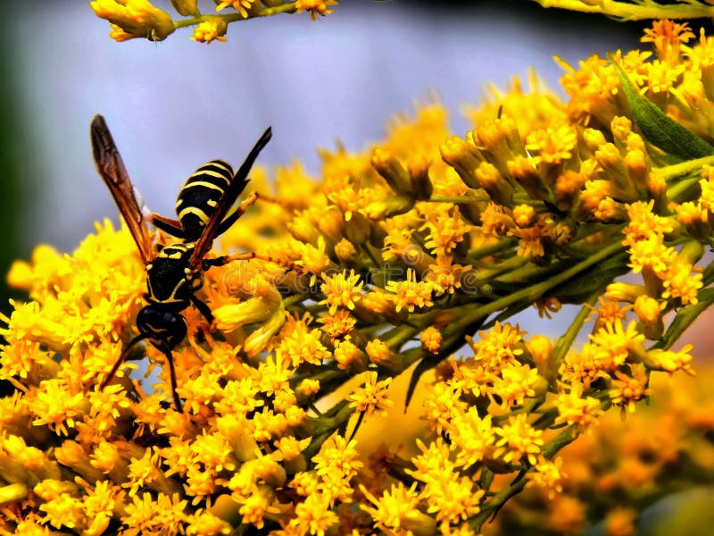 Wild Forest Wasp in Flowers Stock Photo - Image of forest, colours ...