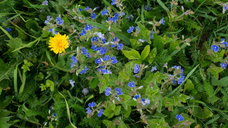 Wild Forget-me-not Flowers with Single Dandelion. Stock Image - Image ...