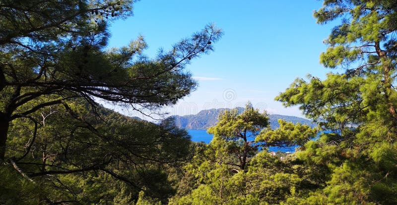 Wild Forrest Mountains, Ocean in the Distance,selective Focus Stock ...