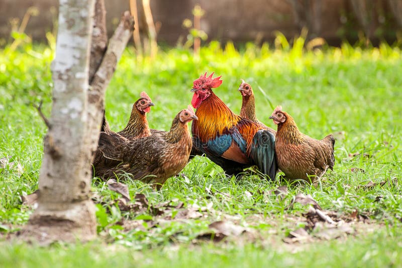 Wild Fowl, Chicken in Jungle Stock Image - Image of chicken, fowl: 46192887