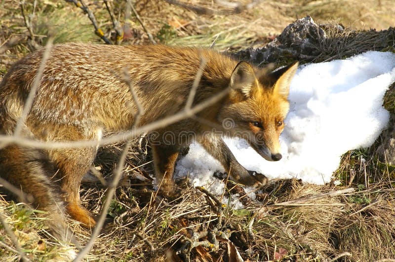 Wild fox stock photo. Image of behaviour, eyes, attitude - 12018954