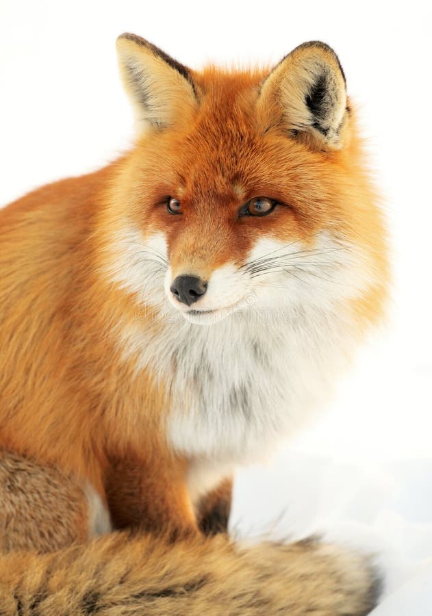 Wild fox stock photo. Image of mammals, wildlife, portrait - 14452910