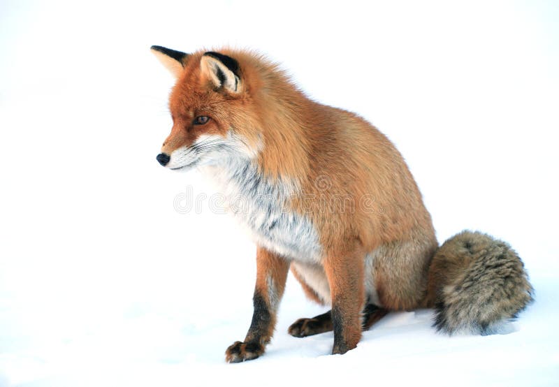 Wild fox stock photo. Image of animal, wild, behaviour - 3992170