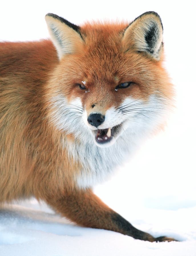 Wild fox stock photo. Image of aggression, protection - 3992266