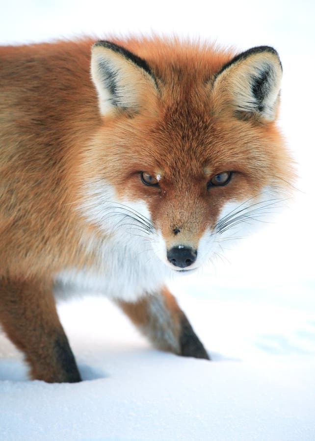 Wild fox stock image. Image of attention, animal, wild - 3992563