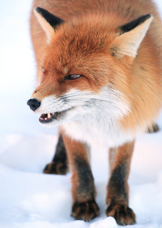 Wild fox stock photo. Image of aggression, attitude, mammals - 3992654