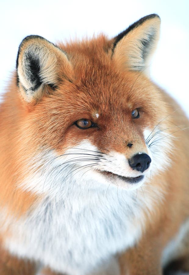 Wild fox stock photo. Image of attention, mammal, wild - 7788524