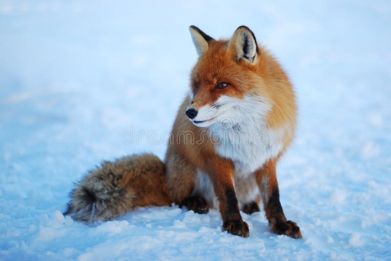 Wild fox stock image. Image of attitude, behaviour, animal - 7788607