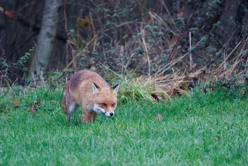 A Wild Fox Cautiously Looks for Food Stock Image - Image of orange ...