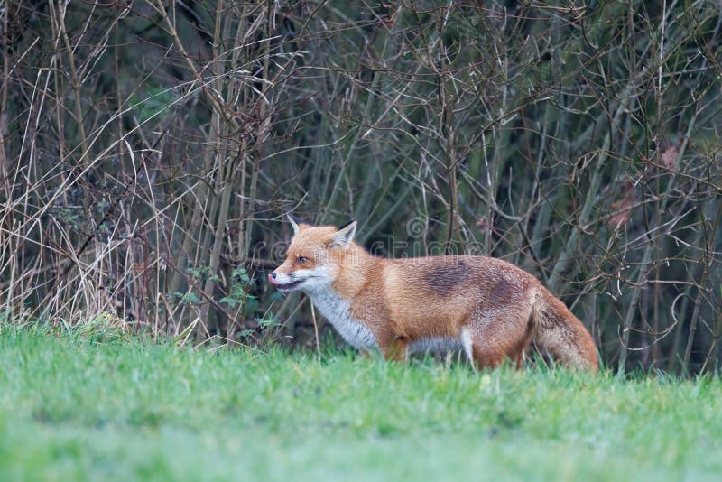 A Wild Fox Cautiously Looks for Food Stock Image - Image of hunt ...