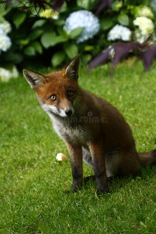 Wild Fox Cub stock photo. Image of hunter, grass, nose - 47169956