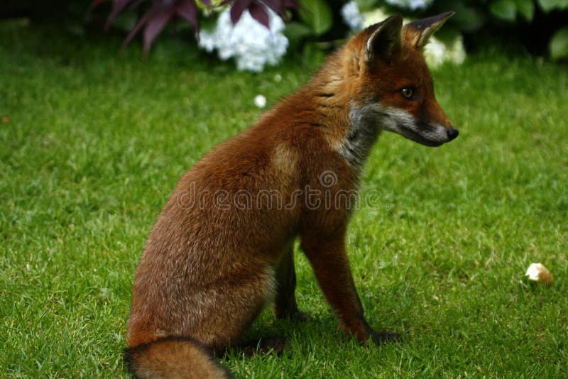Wild Fox Cub stock photo. Image of face, carnivore, eyes - 47170072