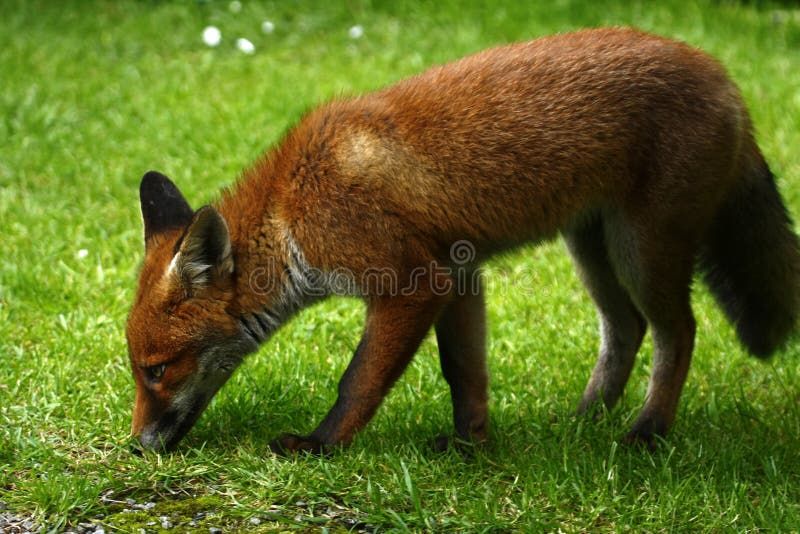 Wild Fox Cub stock photo. Image of alert, feed, drive - 47170212