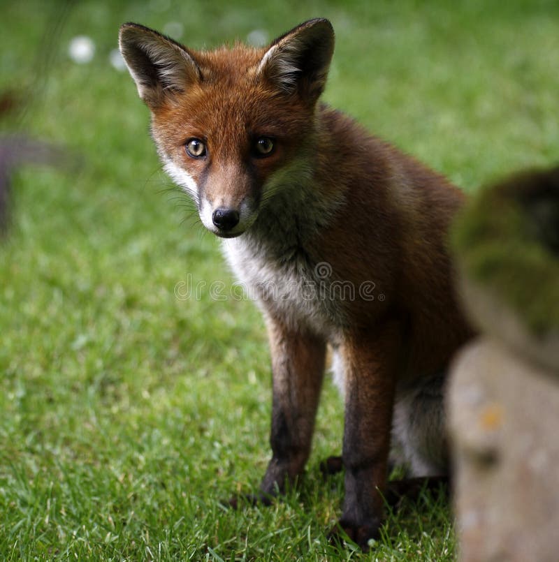 British Red Fox stock photo. Image of hunter, clever - 22076162