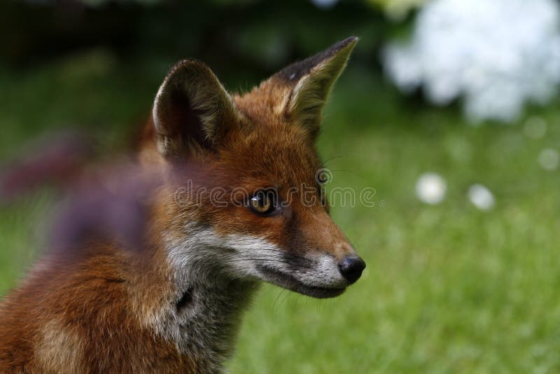 Wild Fox Cub stock image. Image of brown, ears, chippings - 47174117