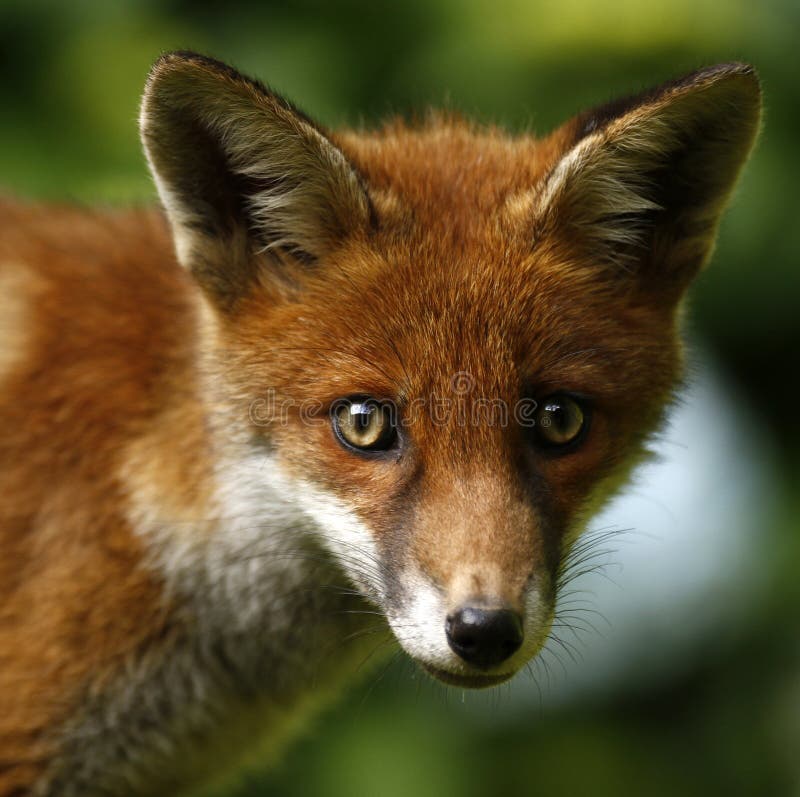 Wild Fox Cub stock photo. Image of ears, inquisitive - 47174236