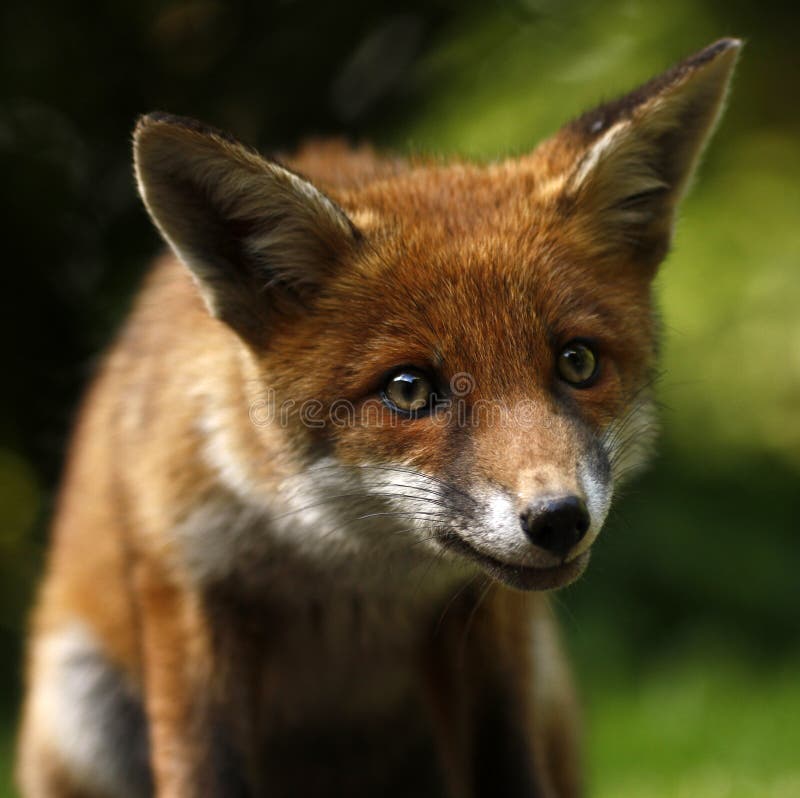 Wild Fox Cub stock photo. Image of grass, garden, english - 47174516