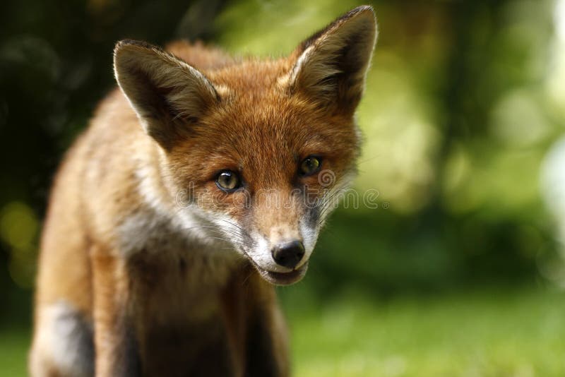 Wild Fox Cub stock image. Image of chippings, alert, english - 47174903