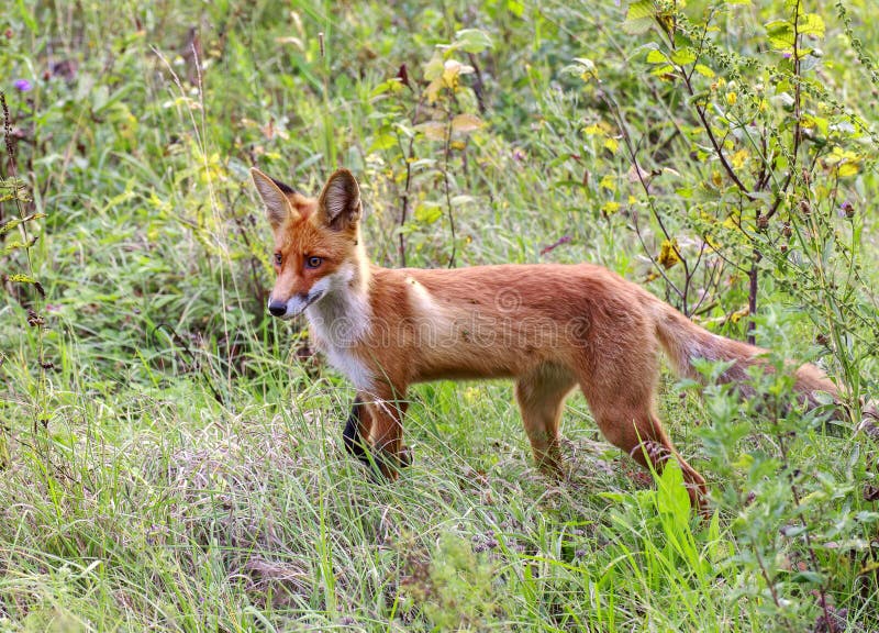 Wild Fox in a Forest Glade. Stock Photo - Image of beautiful, forest ...