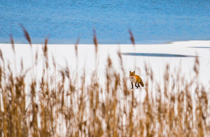 Wild fox on frozen lake stock photo. Image of predator - 83503614