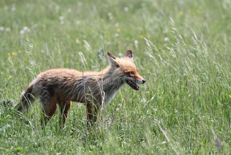 Wild fox stock image. Image of nature, spring, hunts - 31819053