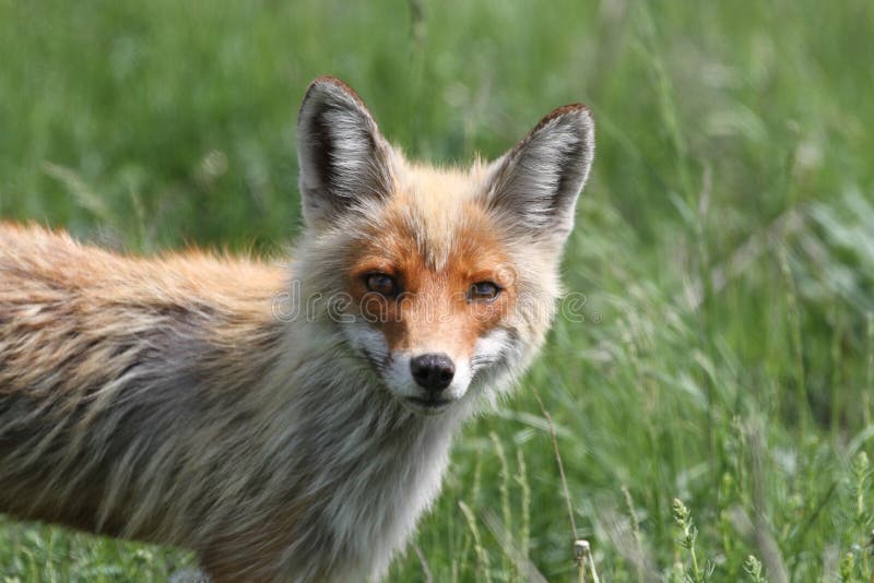 Wild fox stock image. Image of hunts, grass, teeth, spring - 31879555